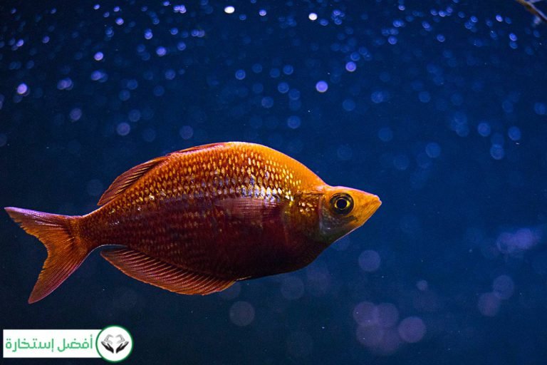 Dreams About Fish in Islam: Meaning, Interpretation & … | Best Istikhara