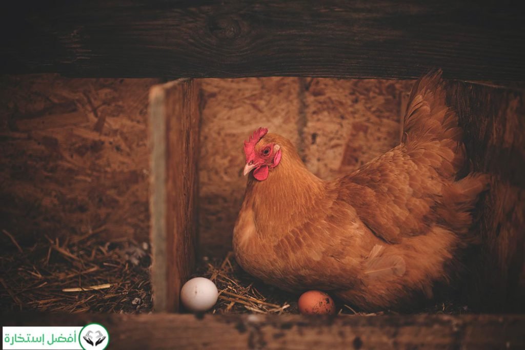 Dream Interpretation of Chicken in Islam | Best Istikhara