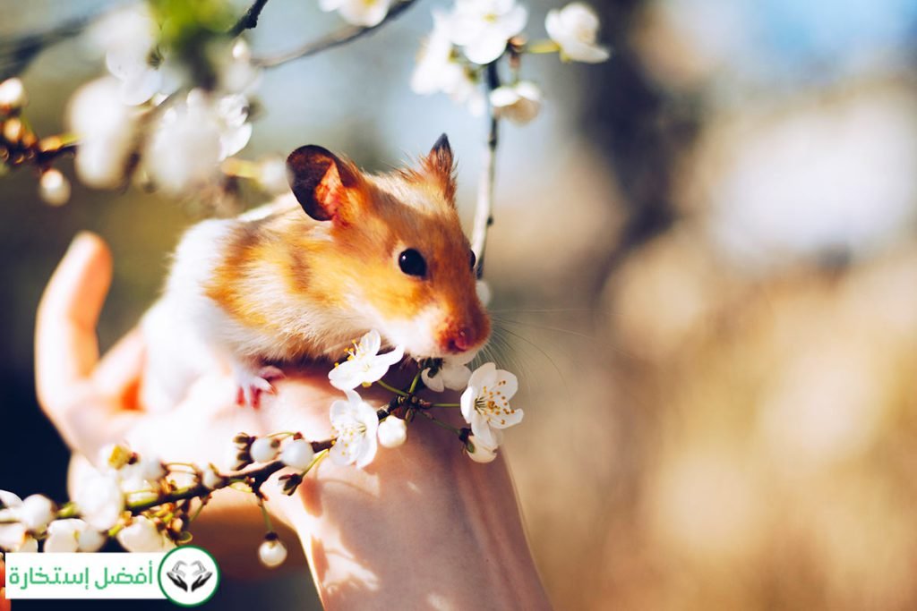 Dreams About Hamster in Islam: Meaning, Interpretation & … | Best Istikhara