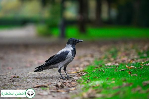 Dream Interpretation of Crow in Islam | Best Istikhara
