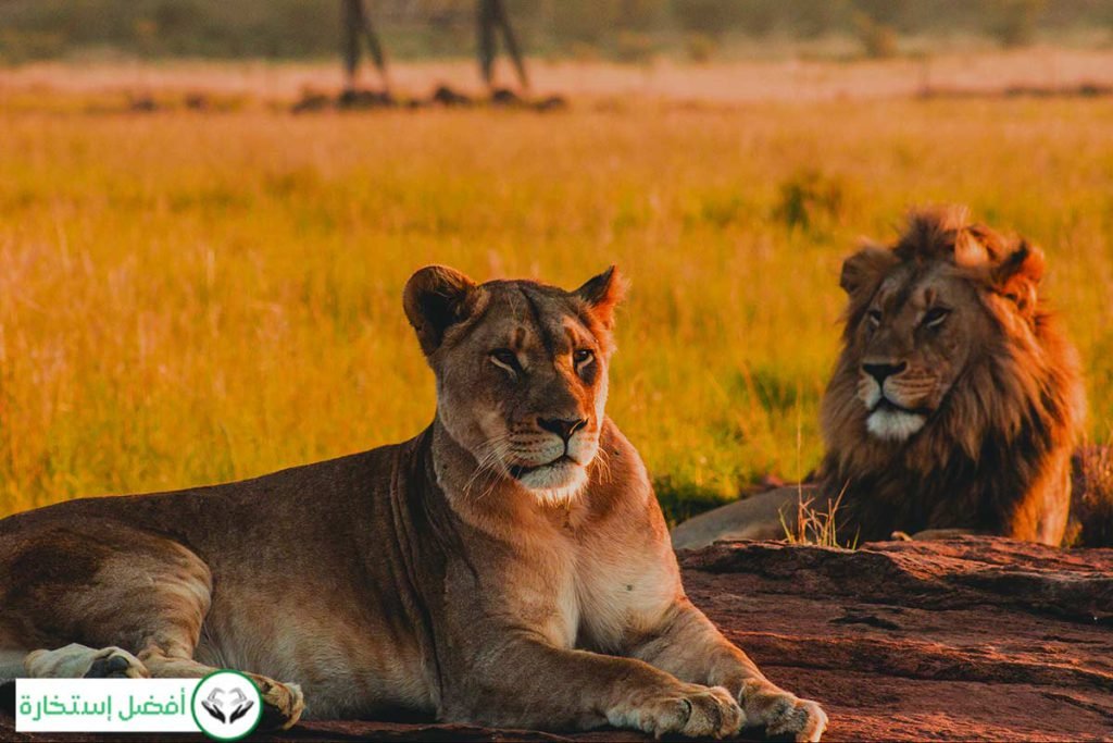What Does It Mean to Dream About Lion in Islam? | Best Istikhara