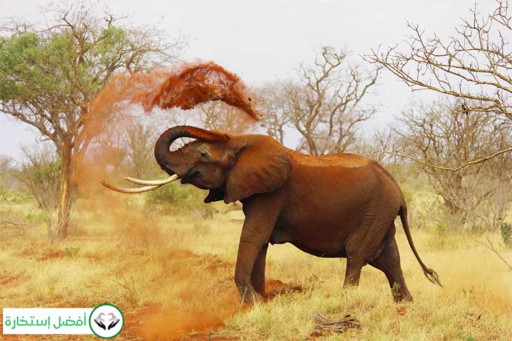 What Does It Mean to Dream About Elephant in Islam? | Best Istikhara