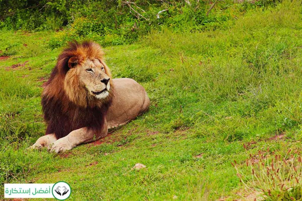What Does It Mean to Dream About Lion in Islam? | Best Istikhara