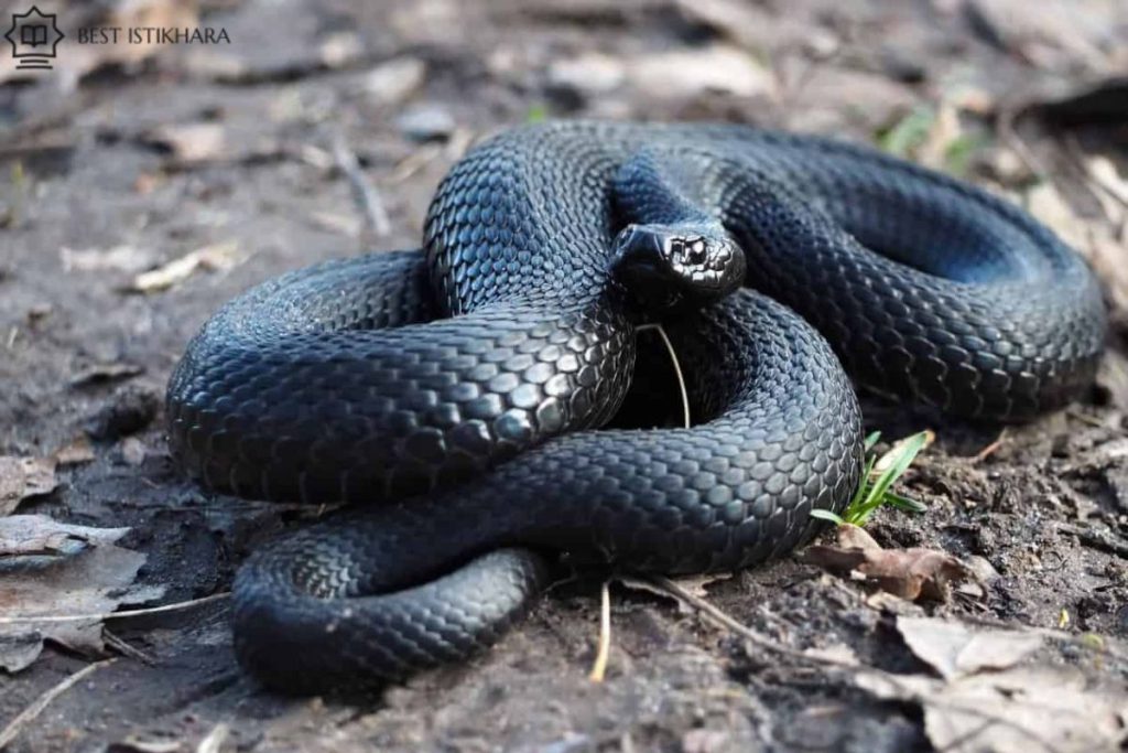 Seeing Snake in Dream Islam: What Does it Mean? | Best Istikhara