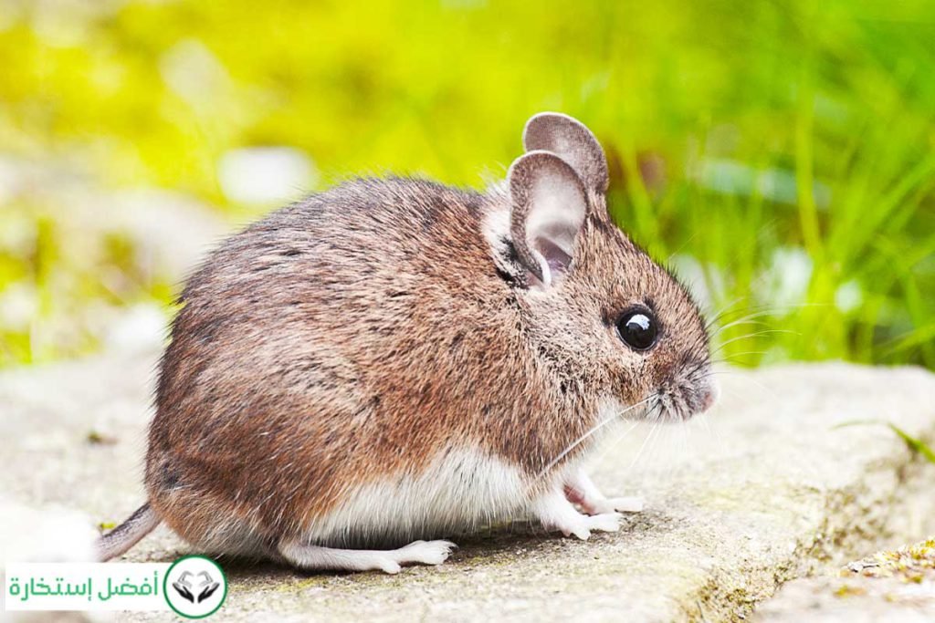Dreams About Rat in Islam: Meaning, Interpretation & … | Best Istikhara