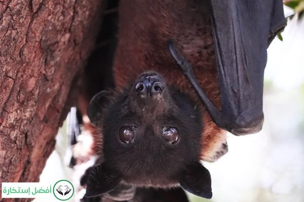 Dreams About Bat in Islam: Meaning, Interpretation & … | Best Istikhara