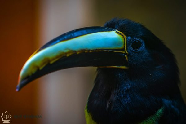 What Does It Mean to Dream About Birds in Islam? | Best Istikhara