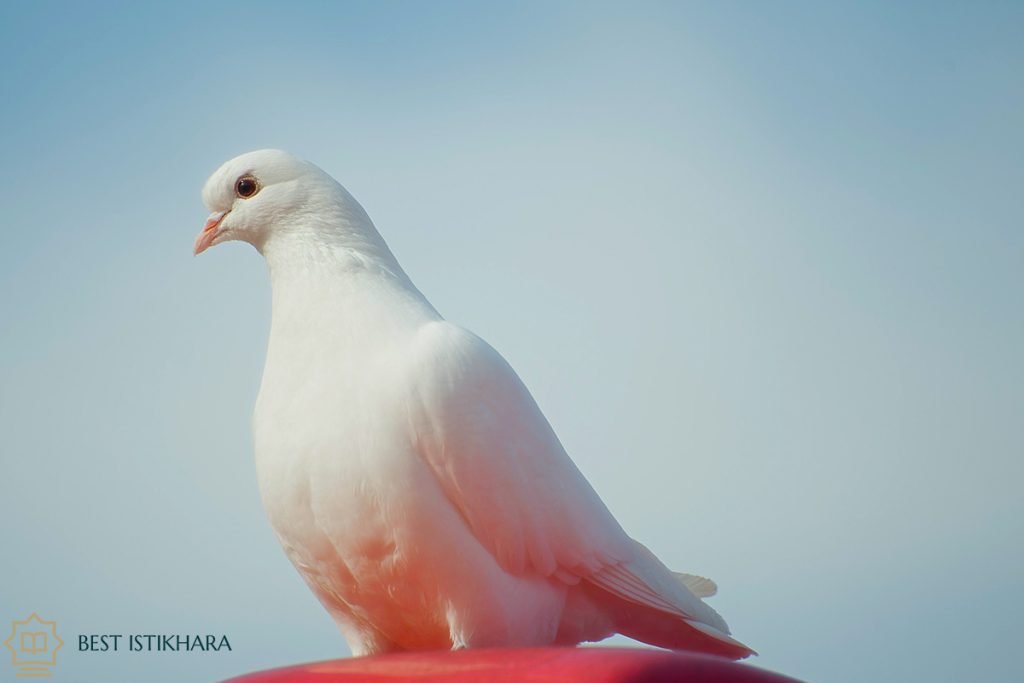 What Does It Mean to Dream About Birds in Islam? | Best Istikhara