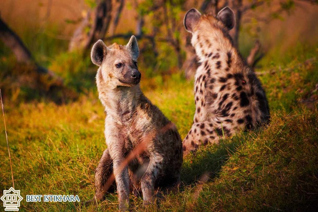 What Does It Mean to Dream About Hyenas in Islam? | Best Istikhara