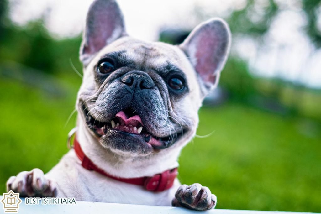 Dream Interpretation of Dog in Islam | Best Istikhara