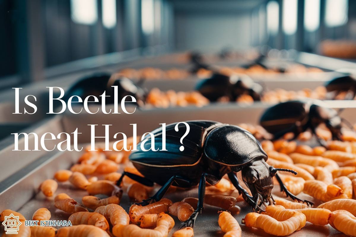 Is Beetles Meat Halal? A Comprehensive Guide | Best Istikhara