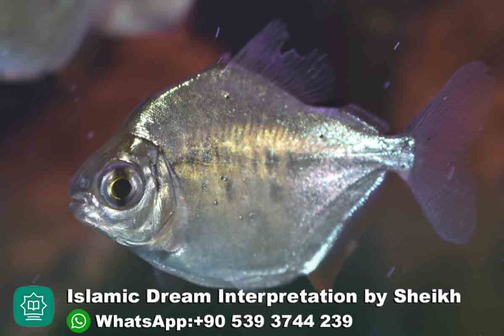 Dreaming of Silver Fish in Islam | Best Istikhara